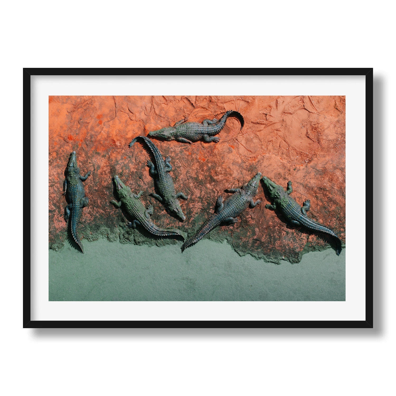 Crocodiles Framed Art | Broome Western Australia Wall Art Print